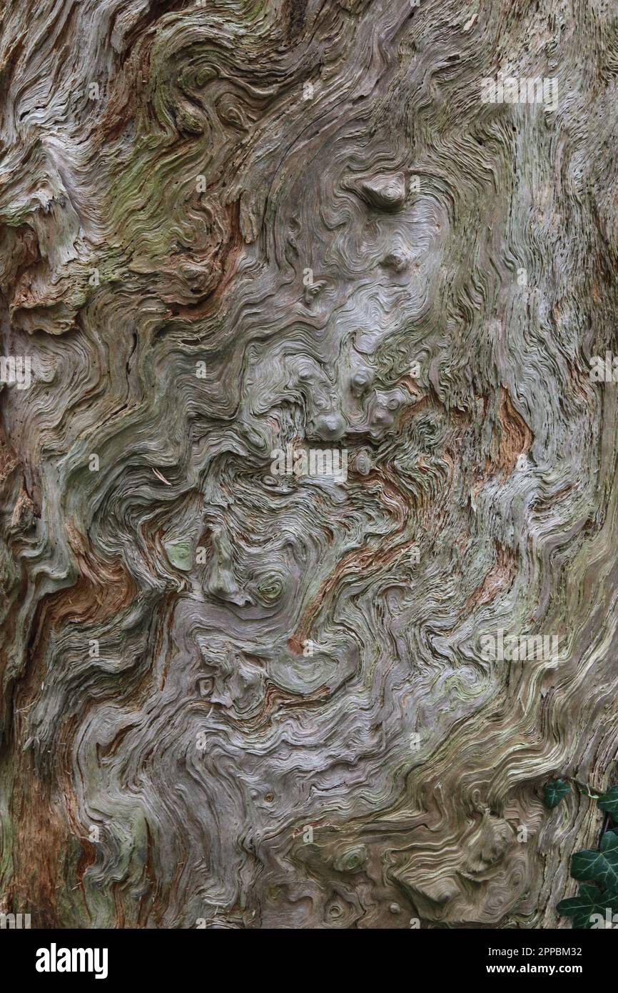 Portrait image of tree trunk showing swirly woodgrain with space for ...