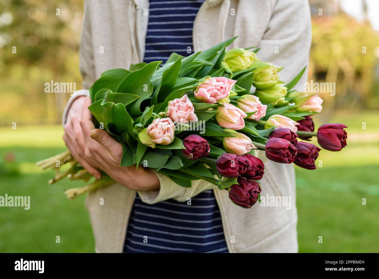 Flower farmer holding armful of specialty double tulips of various ...