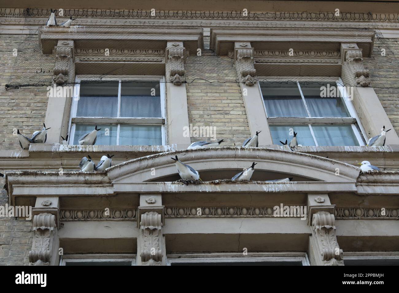 14 April 2023 - England, UK: Seagulls nesting on windowsill of old ...