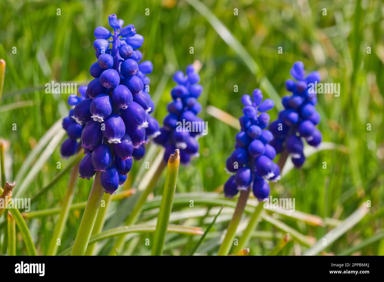 Blue hyacinths hi-res stock photography and images - Alamy