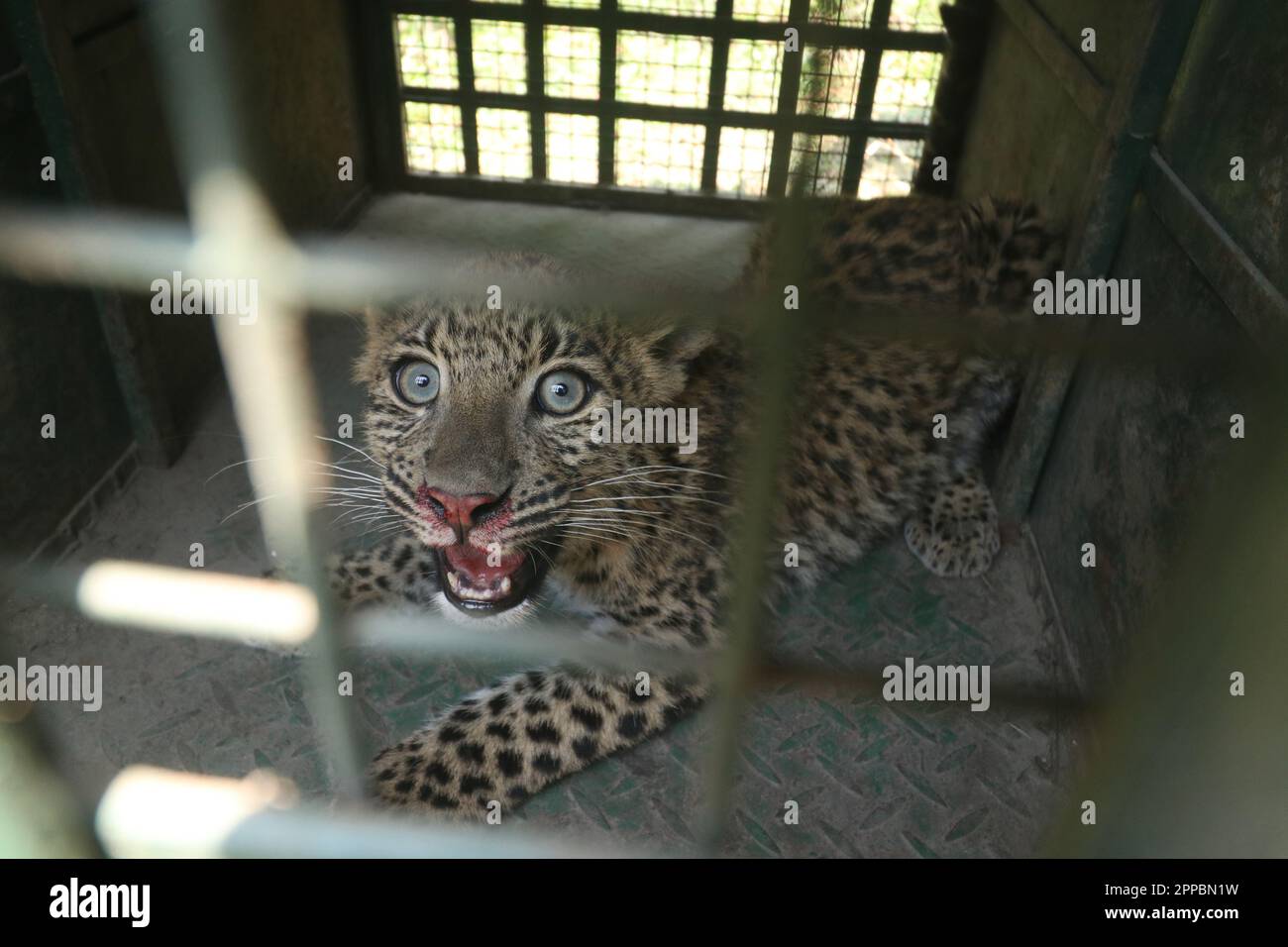 Human leopard hi-res stock photography and images - Alamy