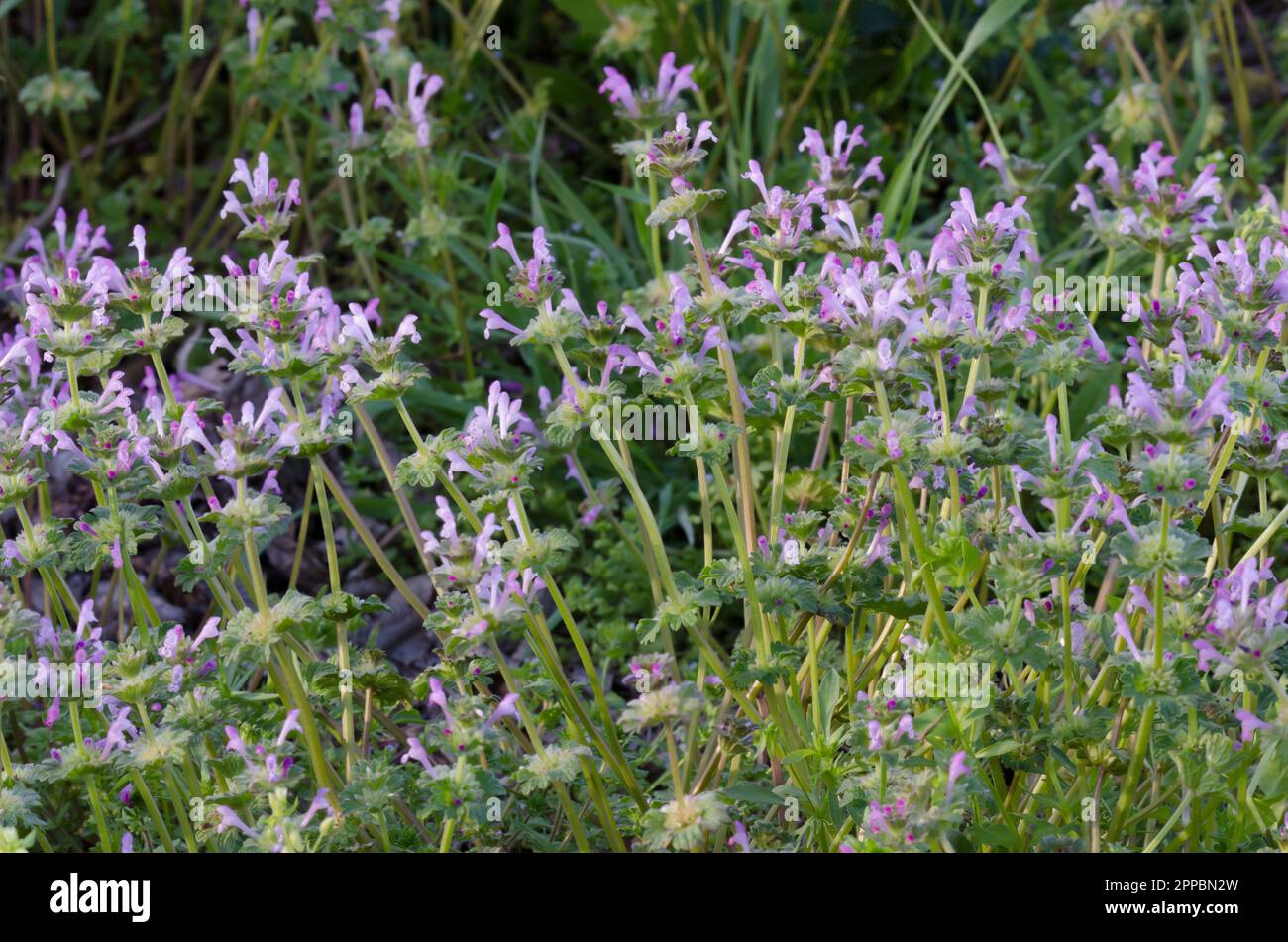 Greater henbit hi-res stock photography and images - Alamy