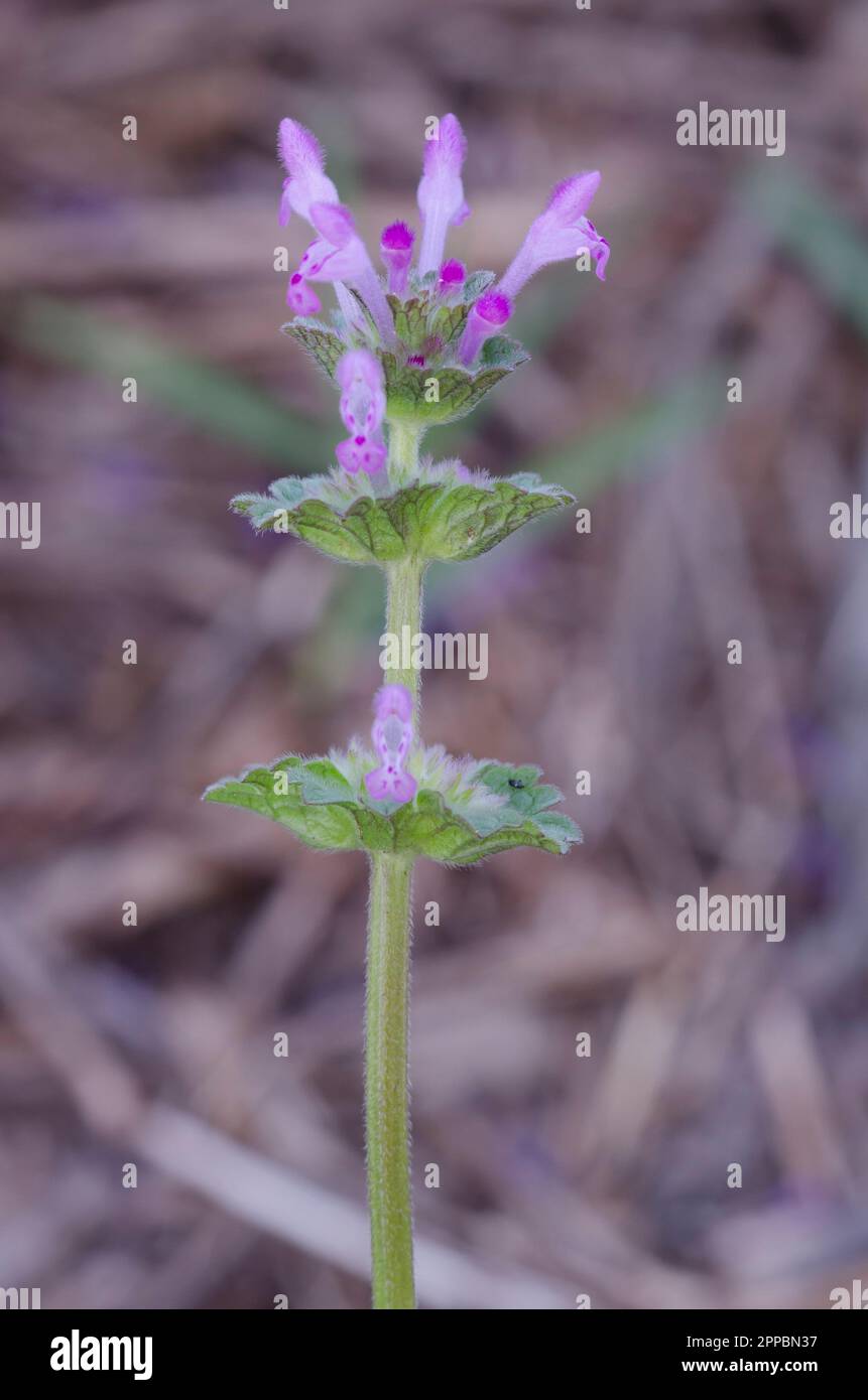Common henbit lamium amplexicaule hi-res stock photography and images ...