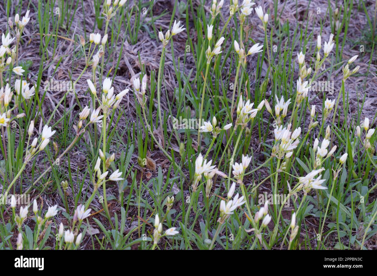 False garlic flowers hi-res stock photography and images - Alamy