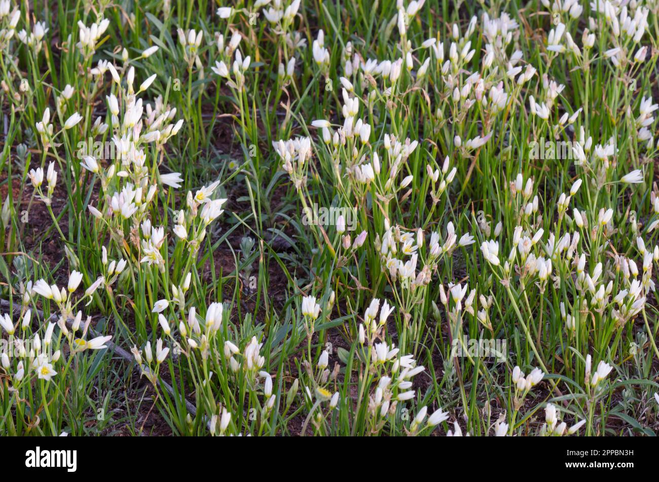 False garlic flowers hi-res stock photography and images - Alamy