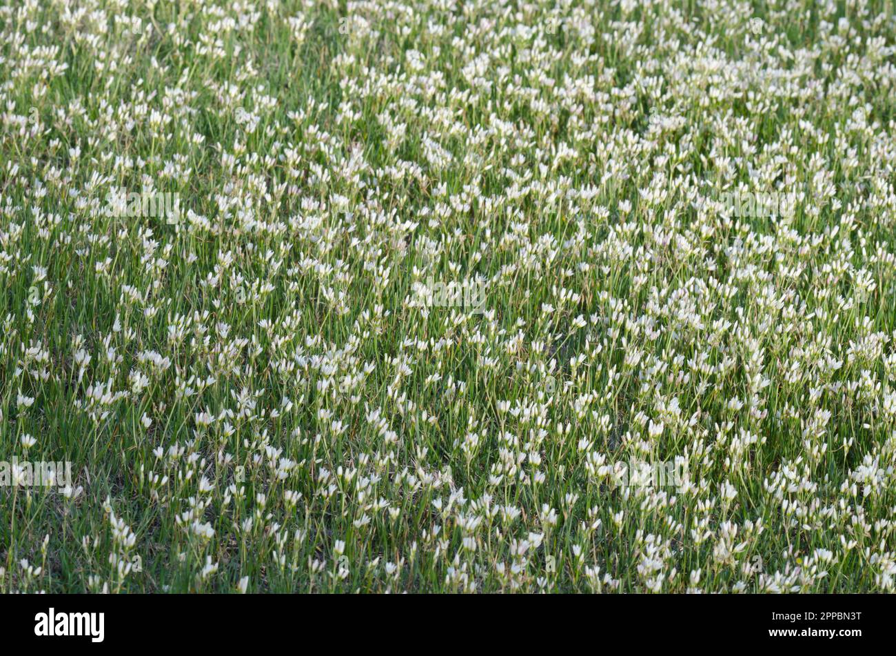 False garlic flowers hi-res stock photography and images - Alamy