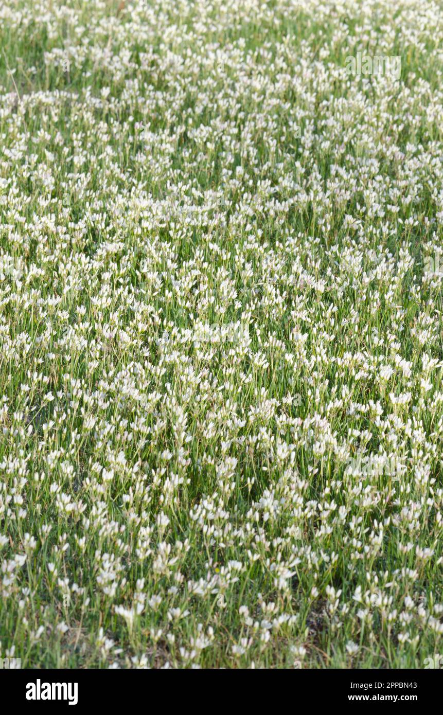 False garlic flowers hi-res stock photography and images - Alamy
