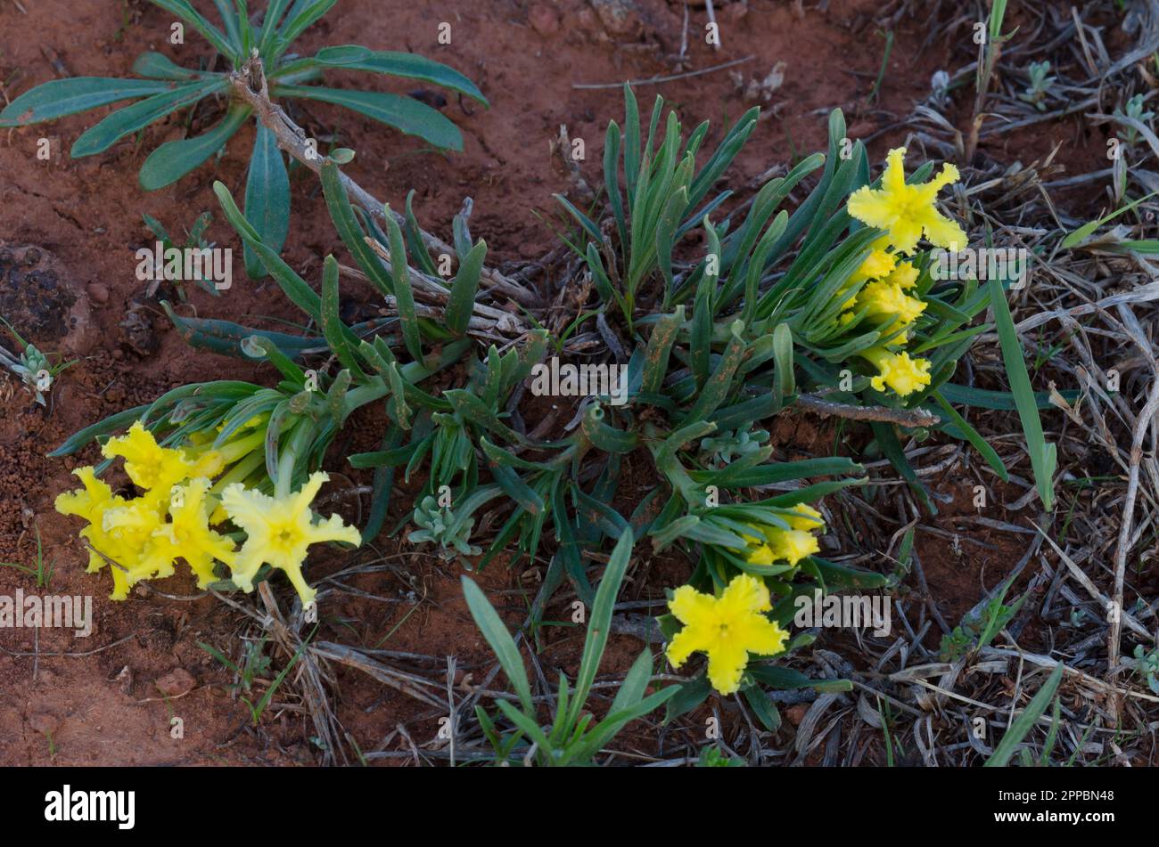 Fringed Puccoon, Lithospermum incisum Stock Photo - Alamy