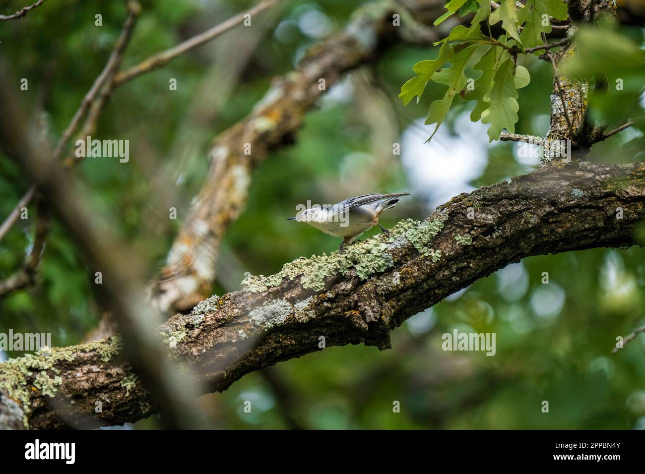 nuthatch bird on a branch in a dynamic pose as it tracks insects Stock ...