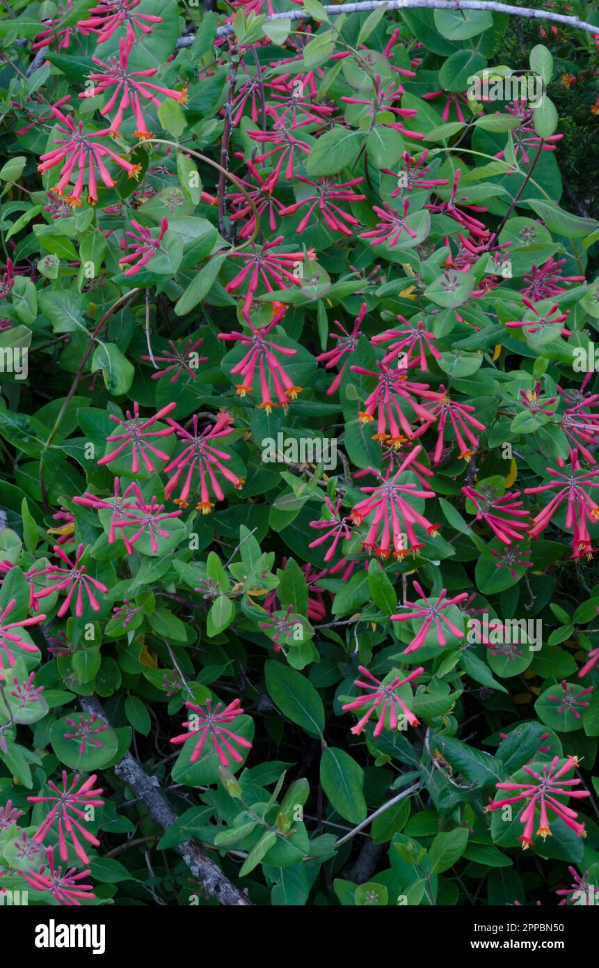 Coral Honeysuckle, Lonicera sempervirens Stock Photo - Alamy