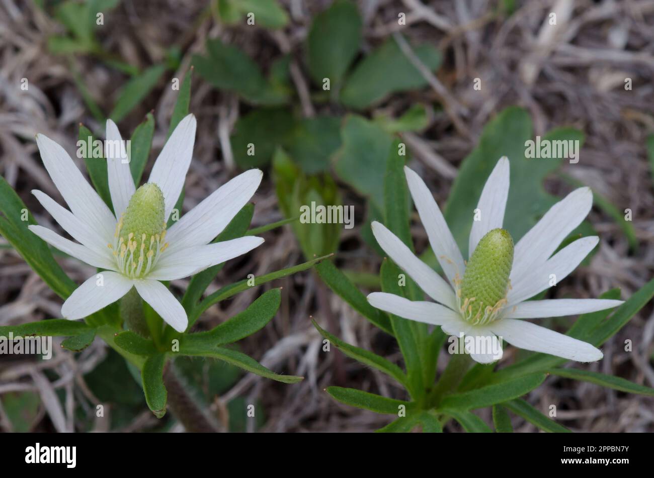 Thimbleweed flowers hi-res stock photography and images - Alamy