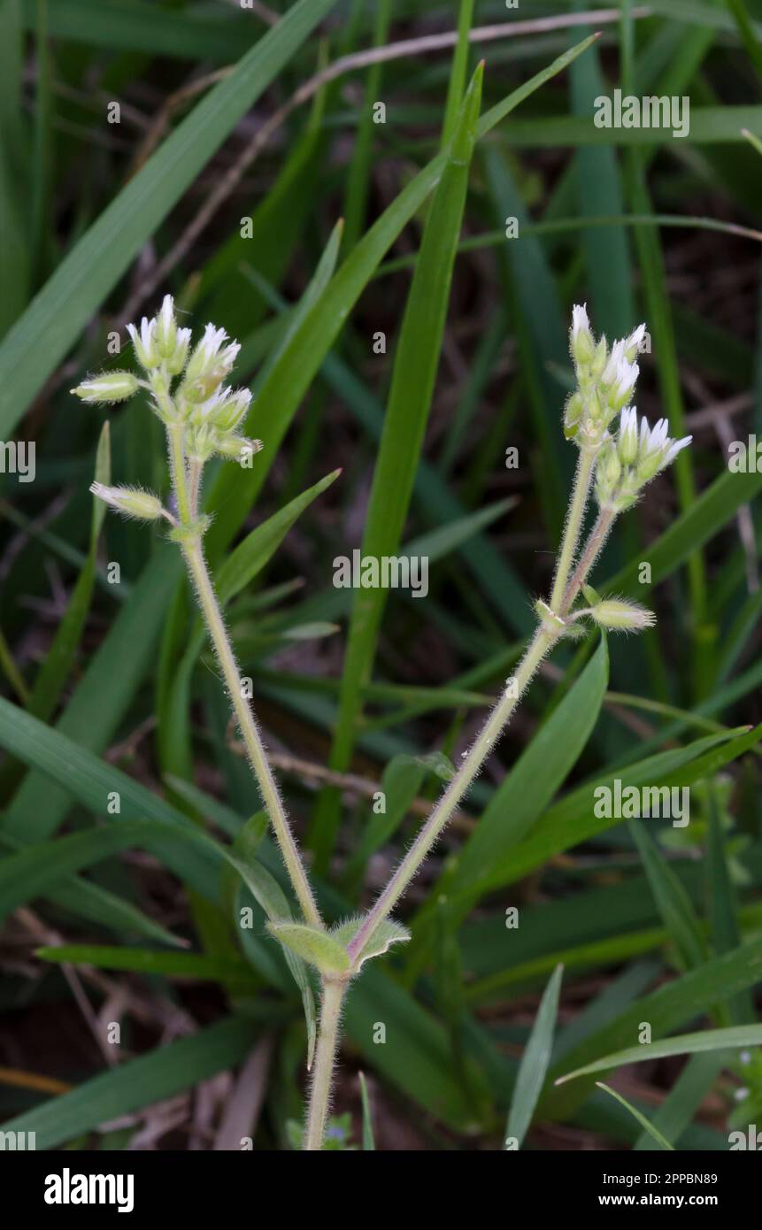 Sticky Chickweed, Cerastium glomeratum Stock Photo - Alamy