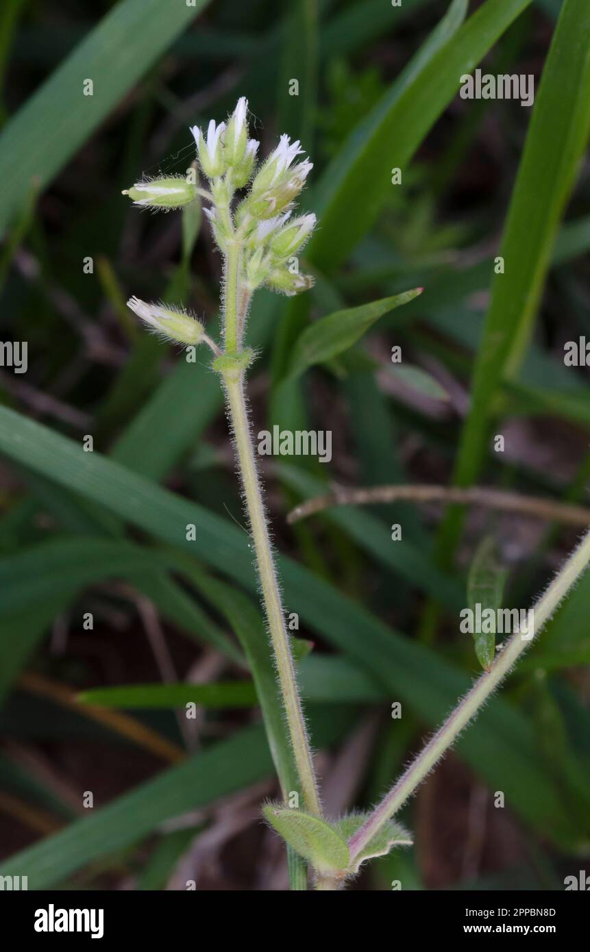 Sticky Chickweed, Cerastium glomeratum Stock Photo - Alamy