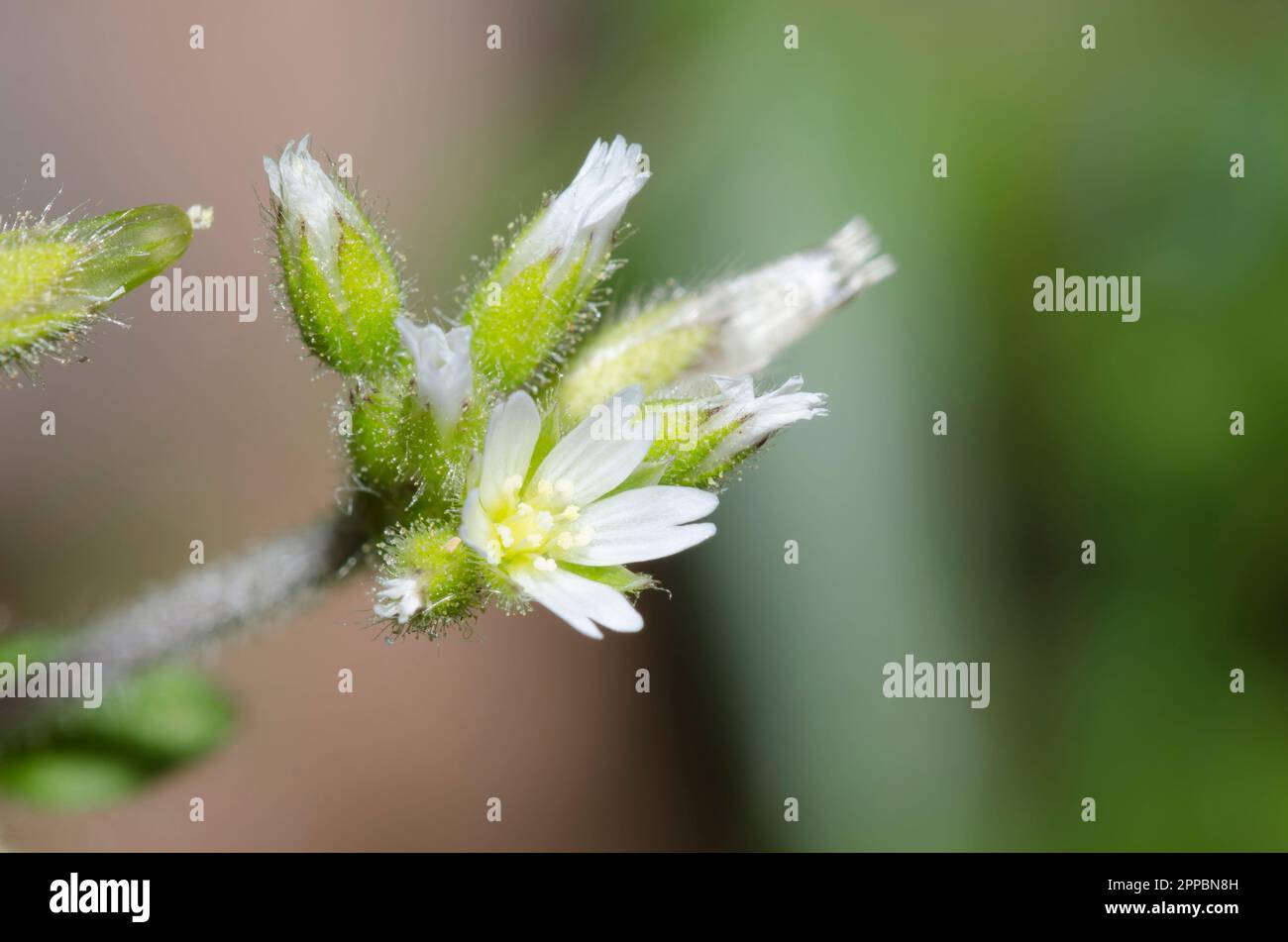 Sticky Chickweed, Cerastium glomeratum Stock Photo - Alamy