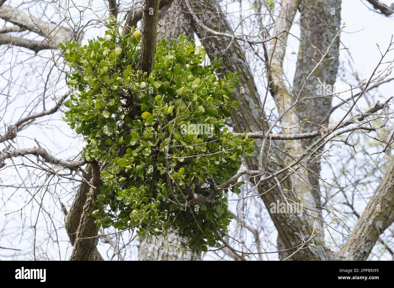 Oak Mistletoe, Phoradendron leucarpum Stock Photo - Alamy