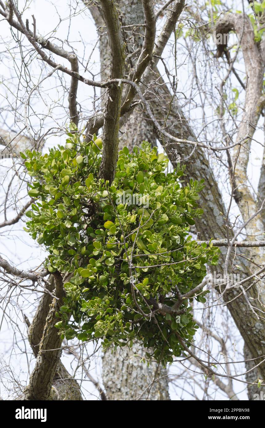 Oak Mistletoe, Phoradendron leucarpum Stock Photo - Alamy