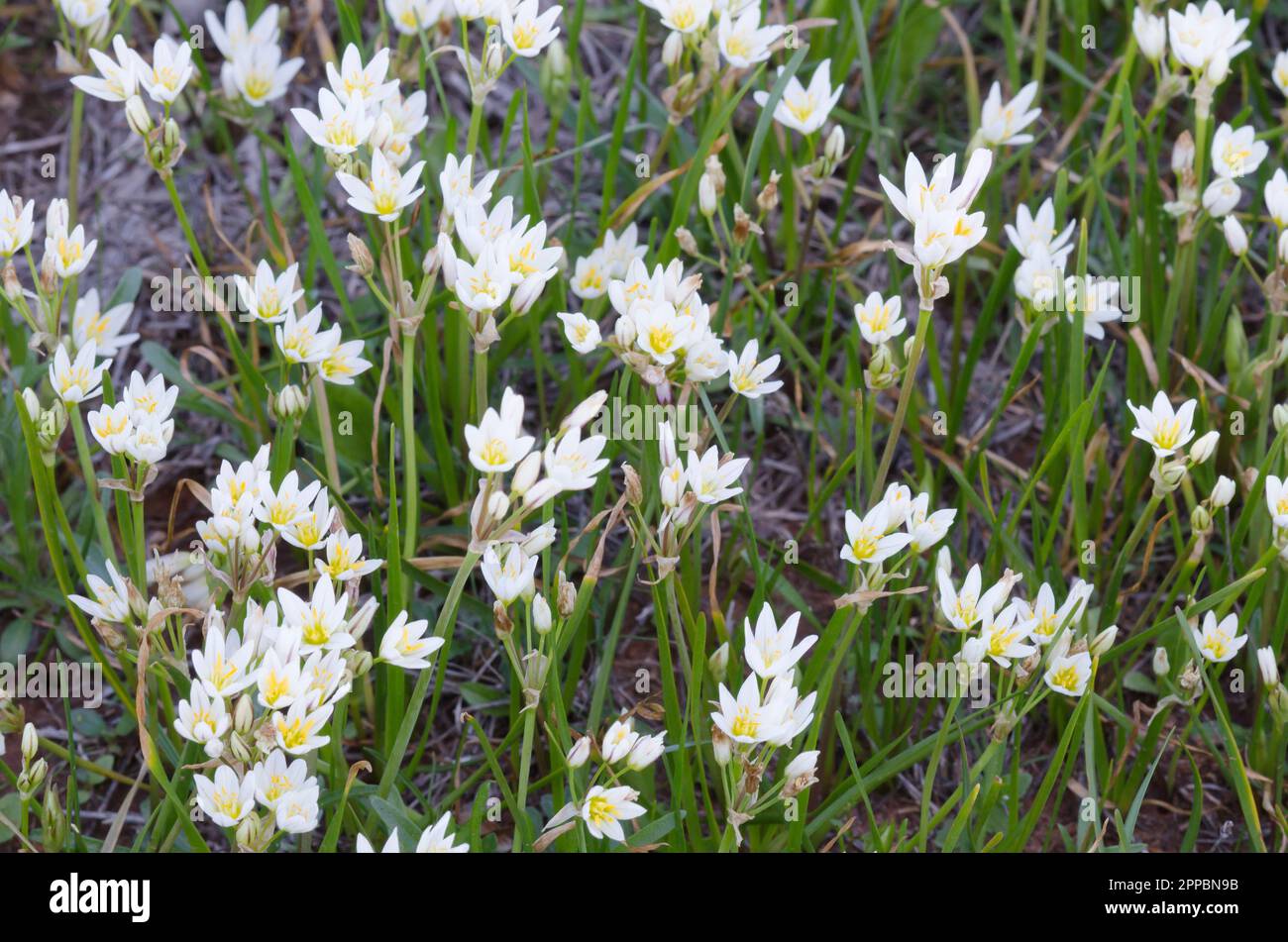 False garlic flowers hi-res stock photography and images - Alamy