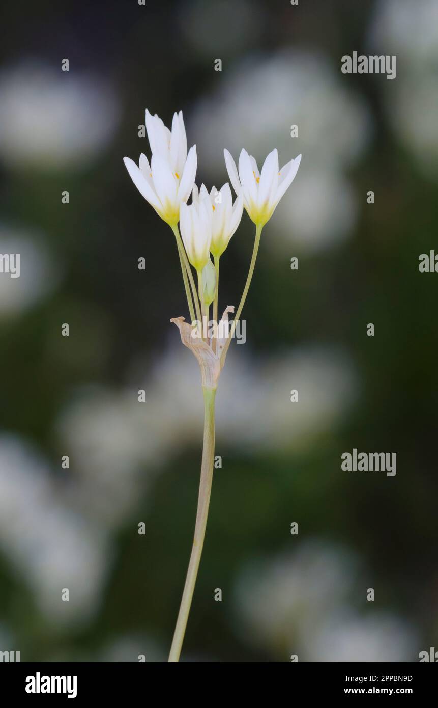 False garlic flowers hi-res stock photography and images - Alamy
