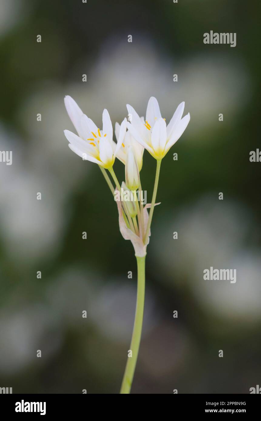 False garlic flowers hi-res stock photography and images - Alamy