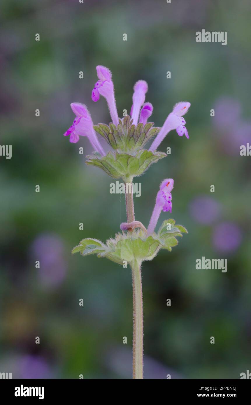 Common henbit hi-res stock photography and images - Alamy