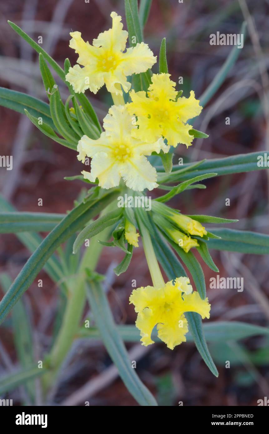 Fringed Puccoon, Lithospermum incisum Stock Photo - Alamy