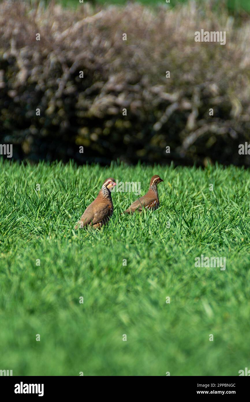Two partridge in a field hi-res stock photography and images - Alamy