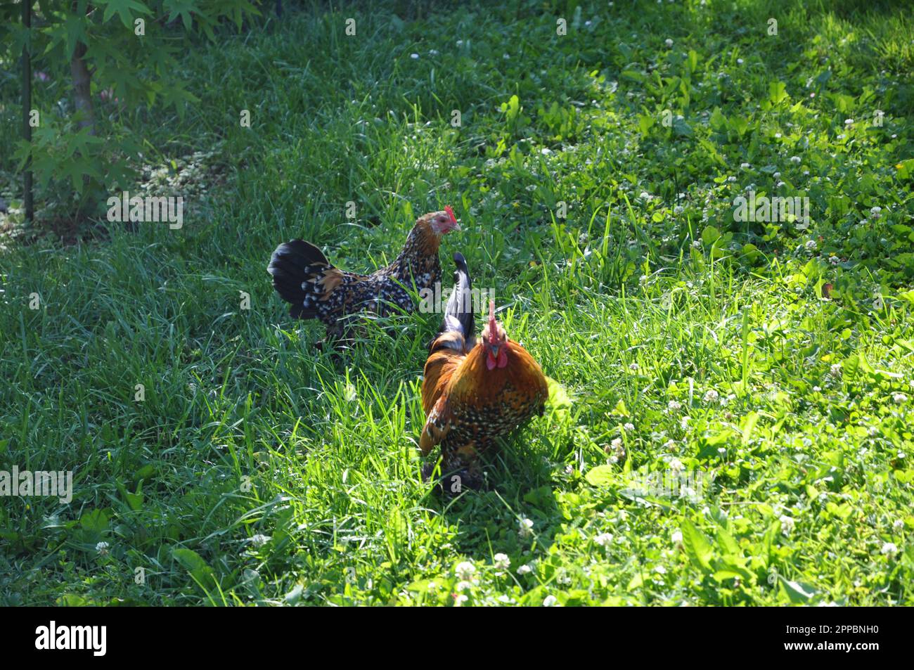 Bantam hens in the grass Stock Photo - Alamy