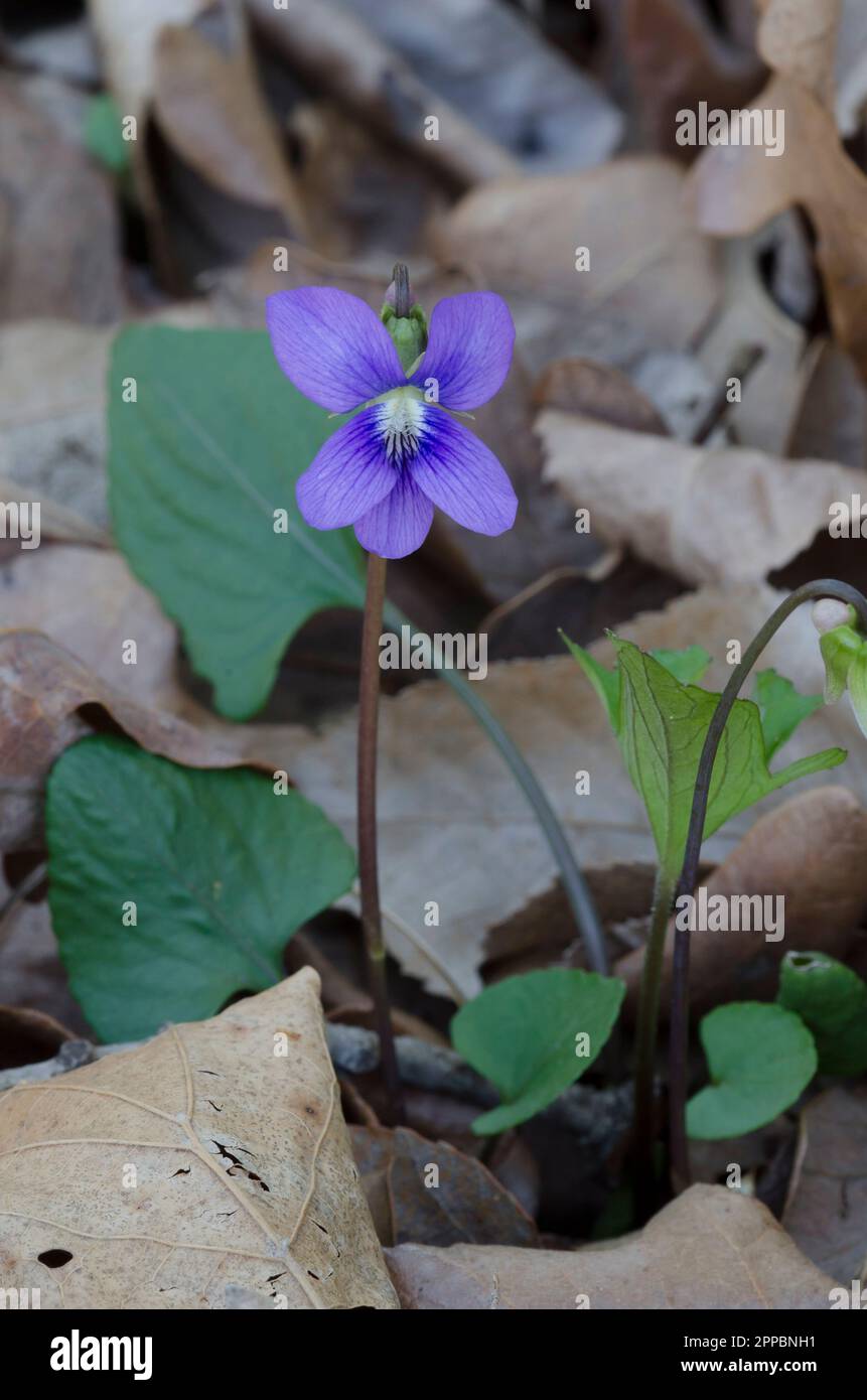 Dooryard violet hi-res stock photography and images - Alamy