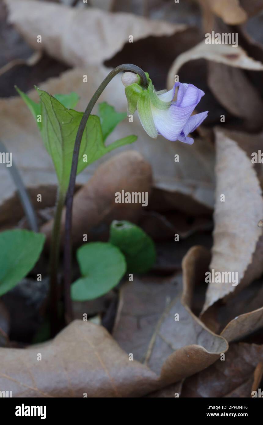 Common Blue Violet, Viola sororia Stock Photo - Alamy