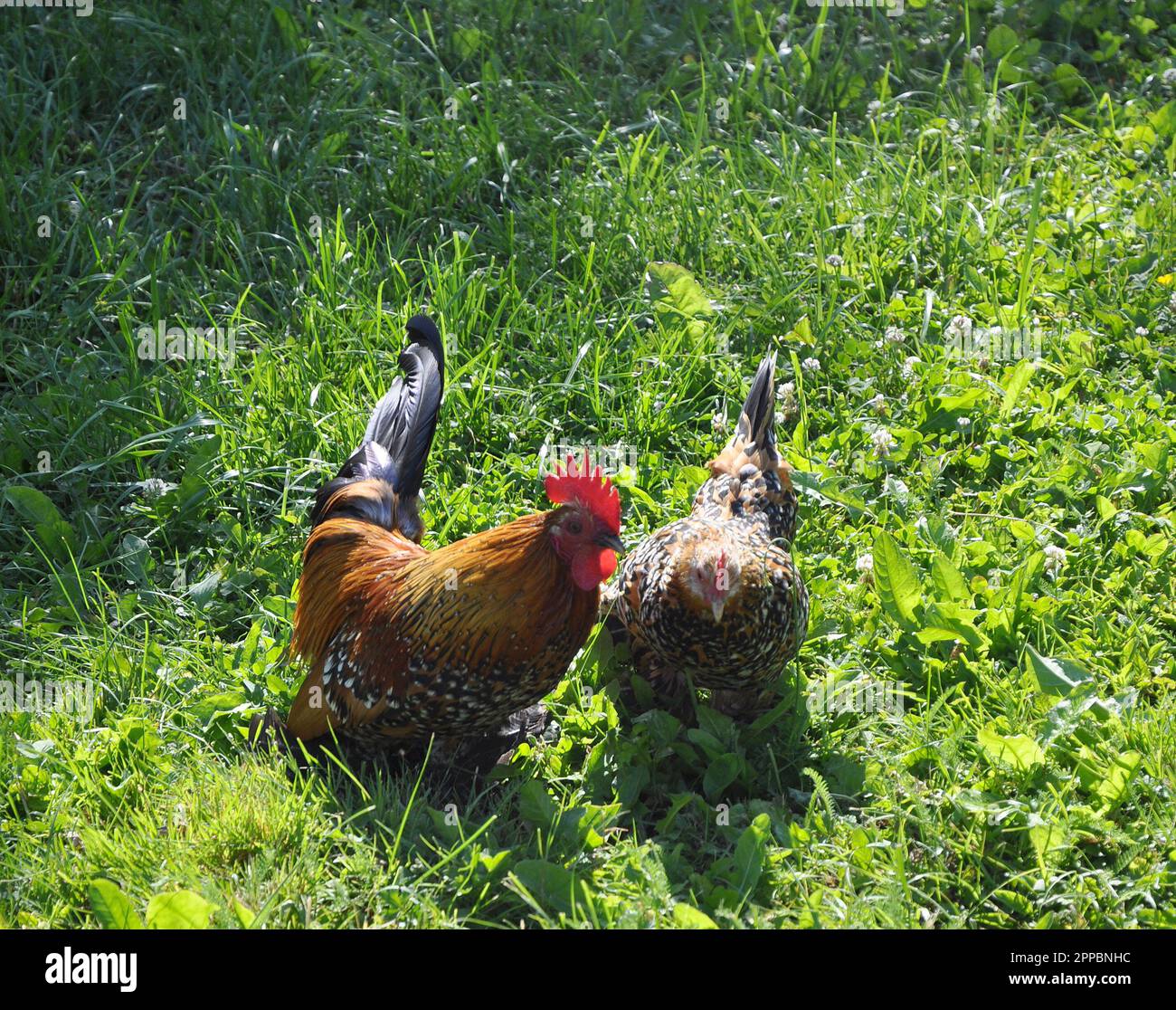 Bantam hens in the grass Stock Photo - Alamy