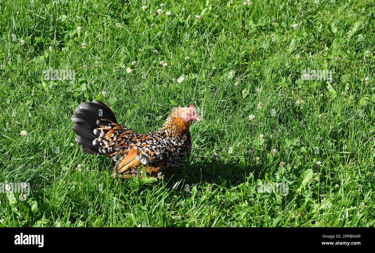 Bantam hens in the grass Stock Photo - Alamy