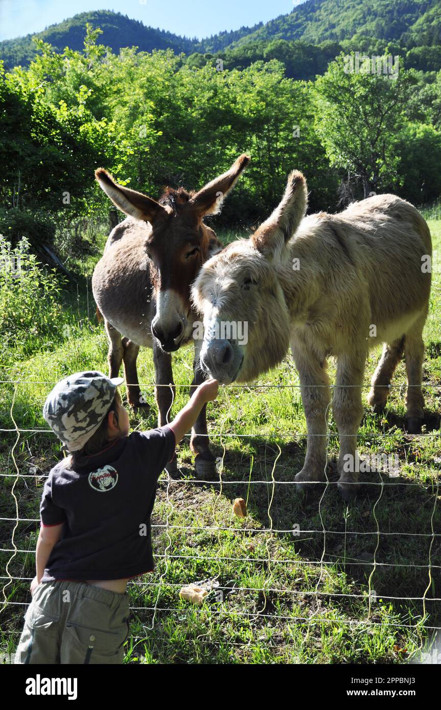 Boy giving bread to donkeys Stock Photo - Alamy