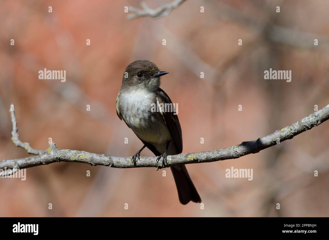 Eastern cross timbers hi-res stock photography and images - Alamy