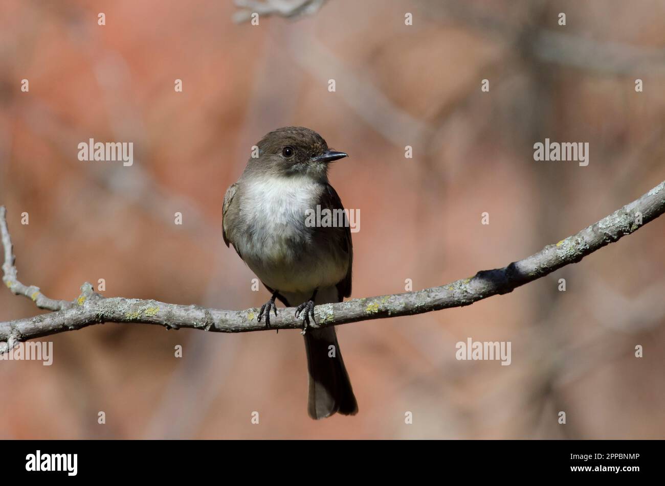 Phoebe cross hi-res stock photography and images - Alamy