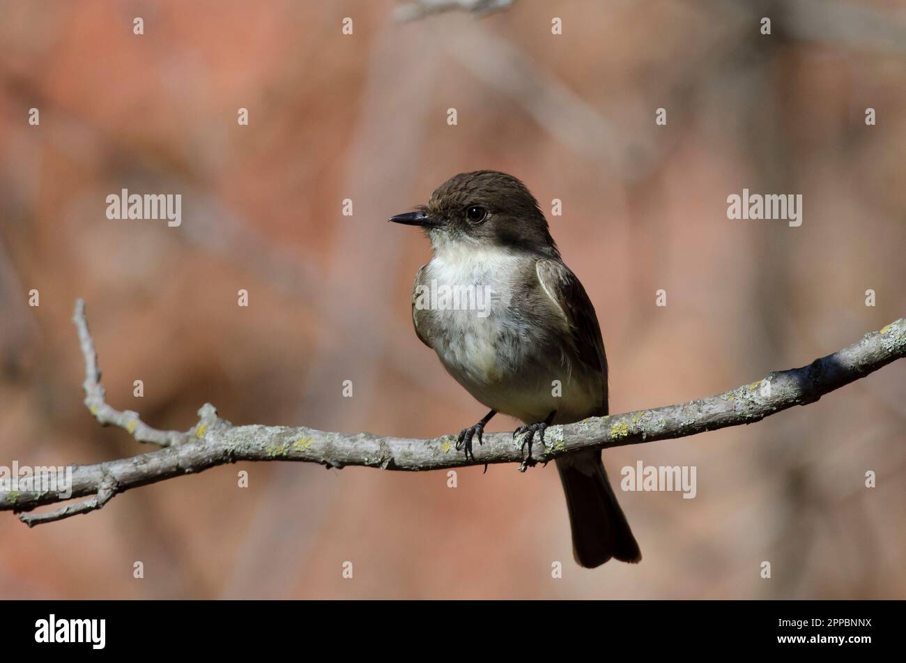 Eastern Phoebe, Sayornis phoebe Stock Photo - Alamy