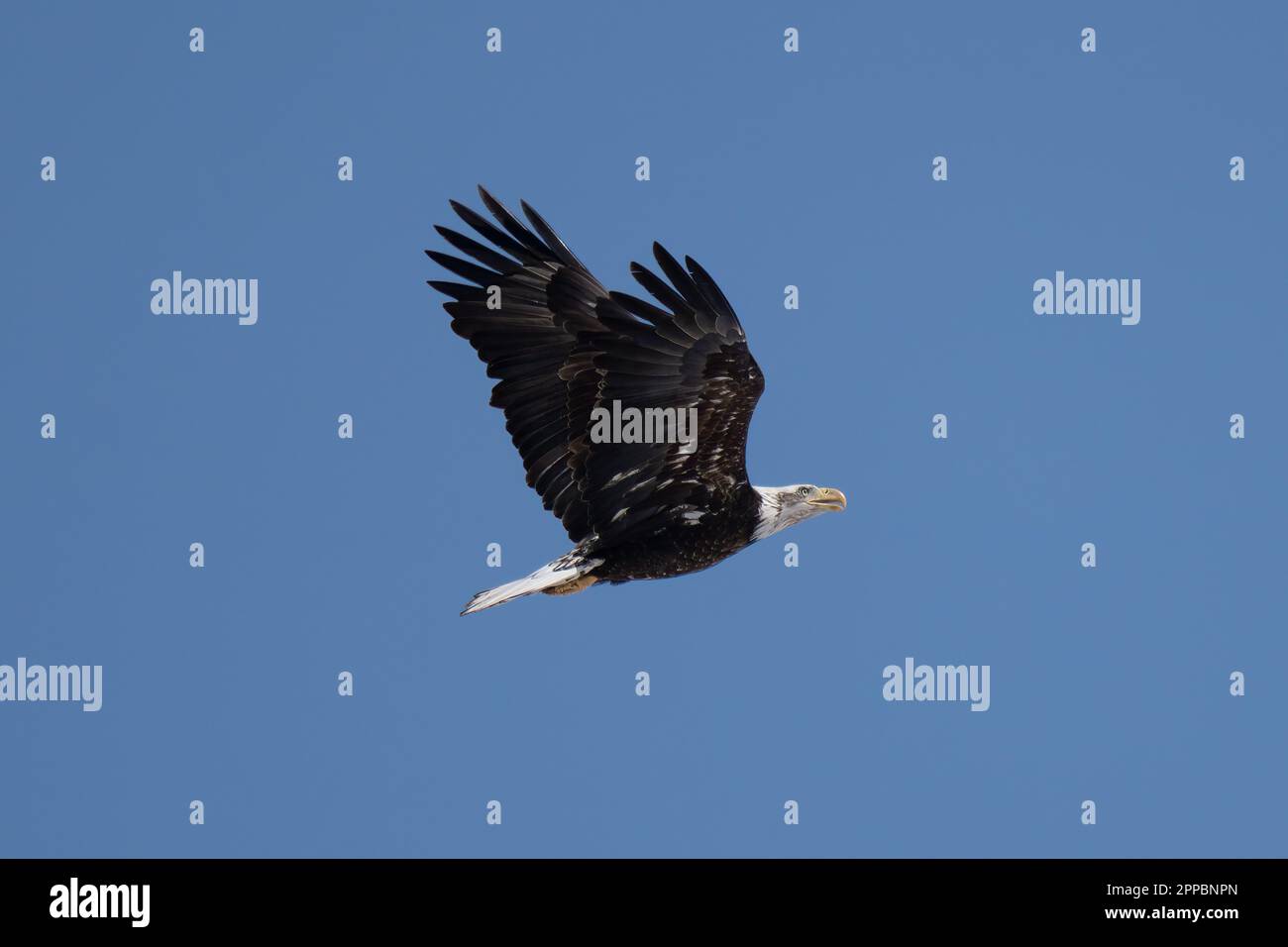 bald eagle soaring through a blue sky Stock Photo - Alamy