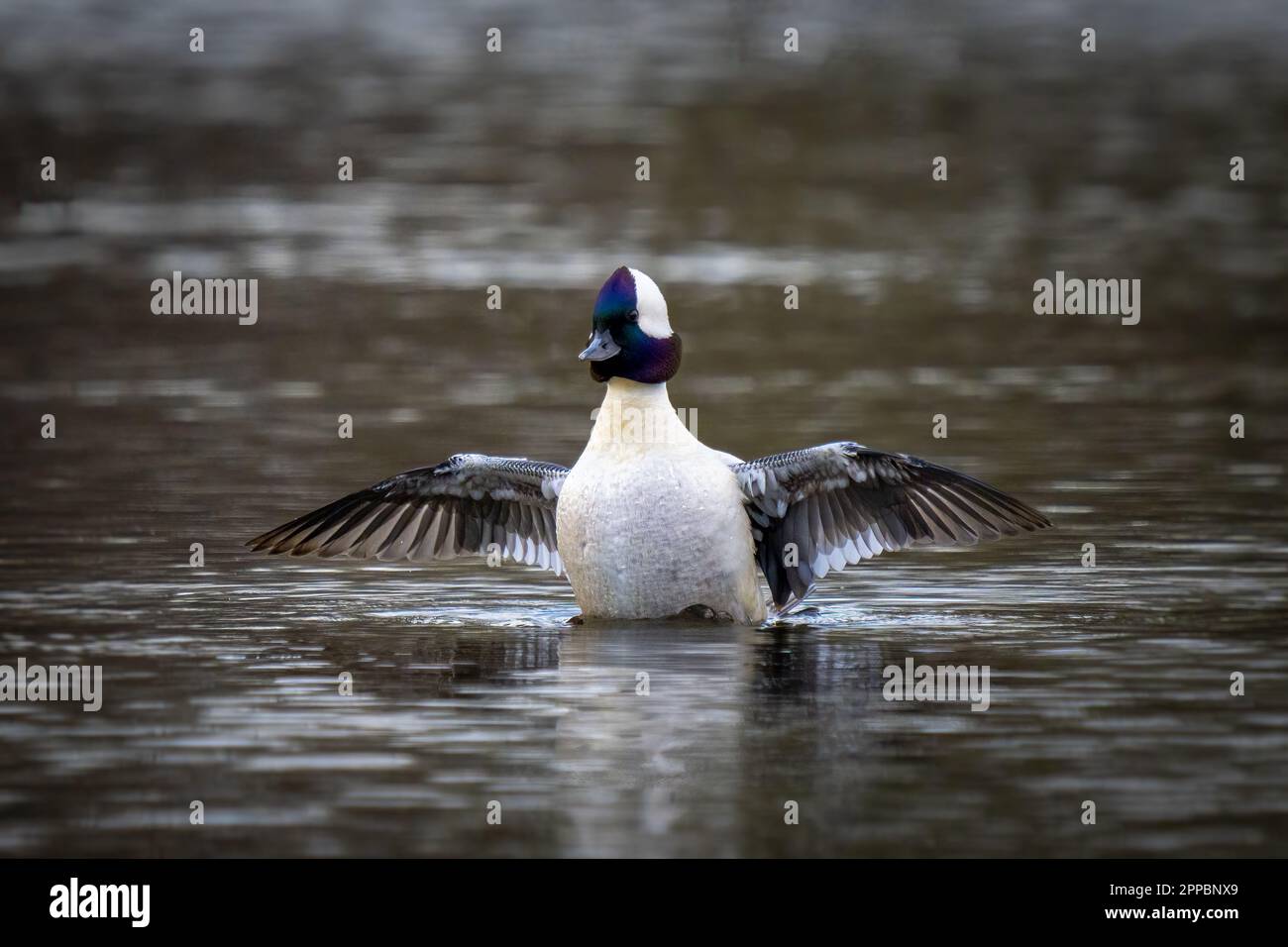 male bufflehead duck stretching it wings on a calm lake Stock Photo - Alamy