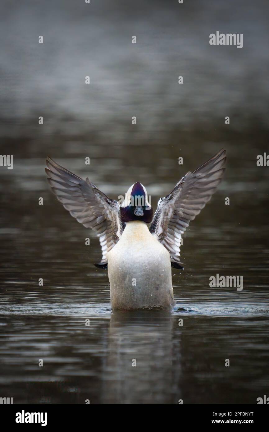male bufflehead duck stretching it wings on a calm lake Stock Photo - Alamy