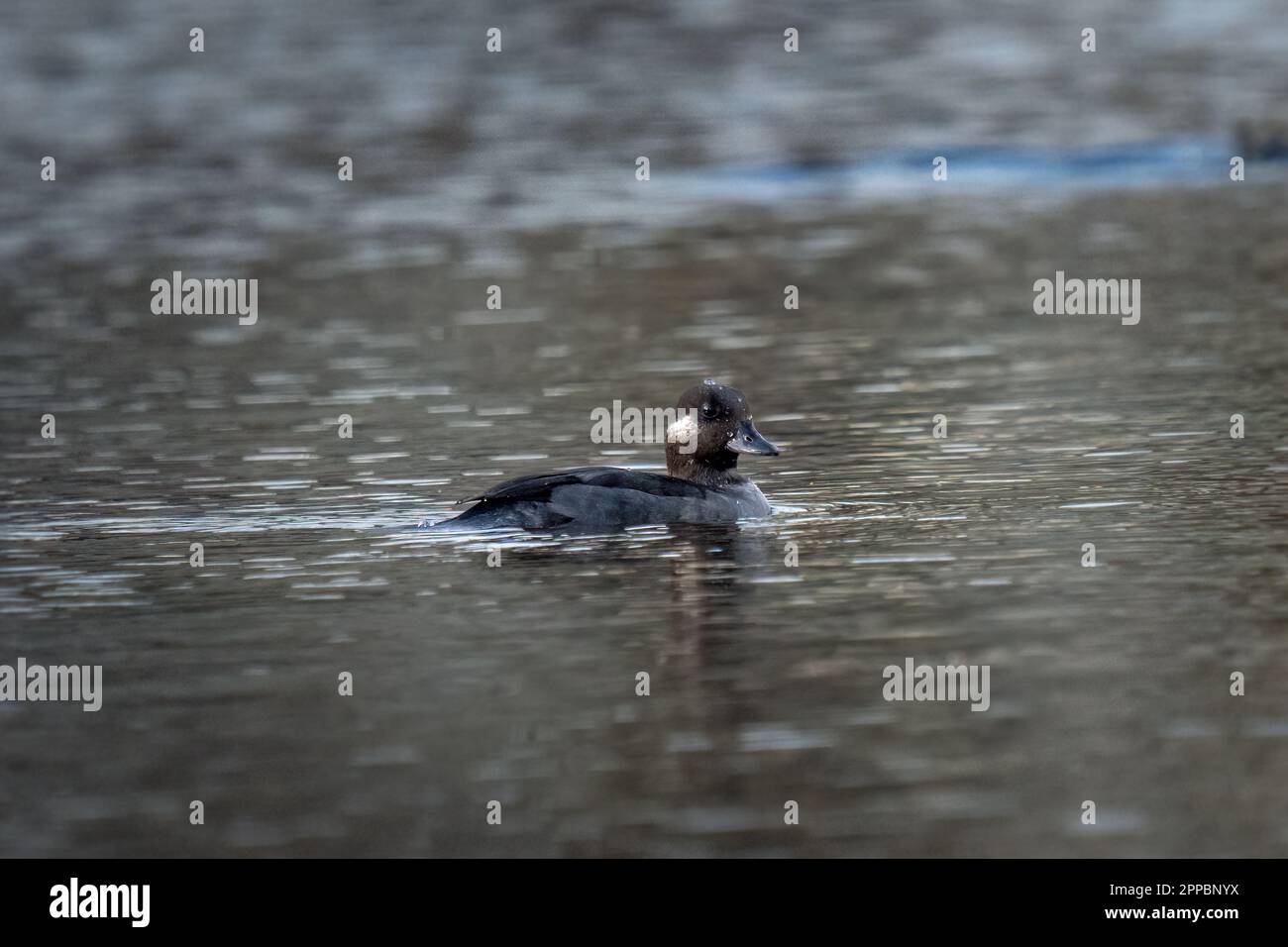 female bufflehead duck with a drop of water on head in a small city ...
