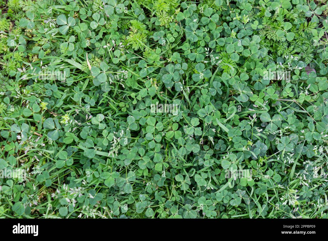 The texture of nature grass Stock Photo - Alamy