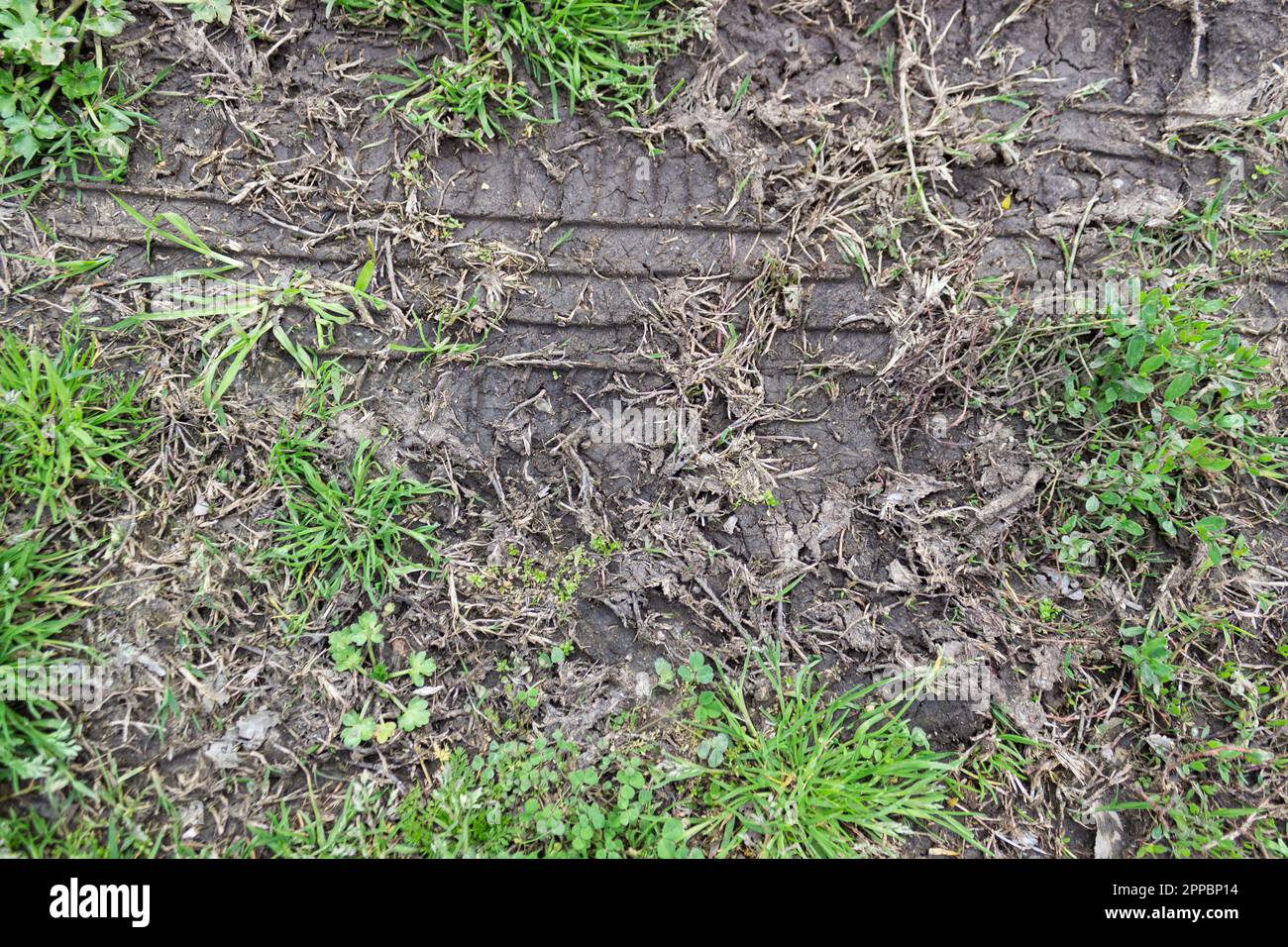 Plants natural texture hi-res stock photography and images - Alamy