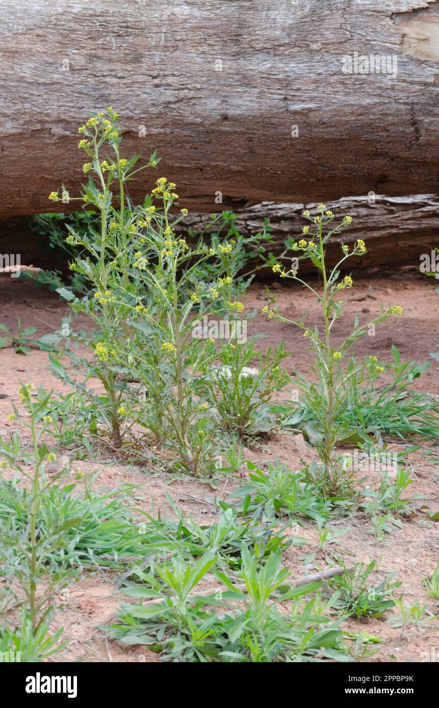 Bog Yellowcress, Rorippa palustris Stock Photo - Alamy