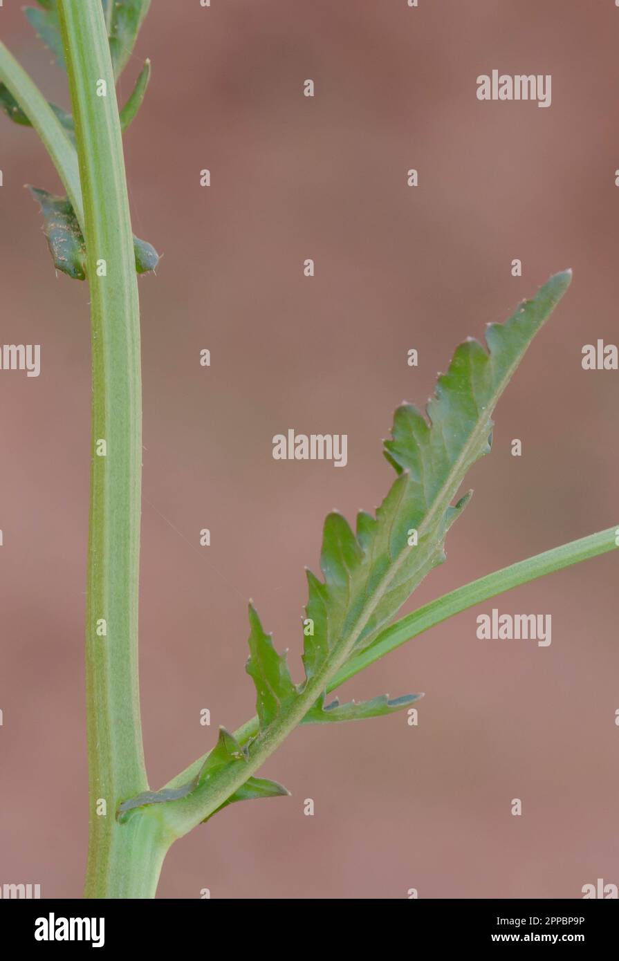 Bog Yellowcress, Rorippa palustris Stock Photo - Alamy