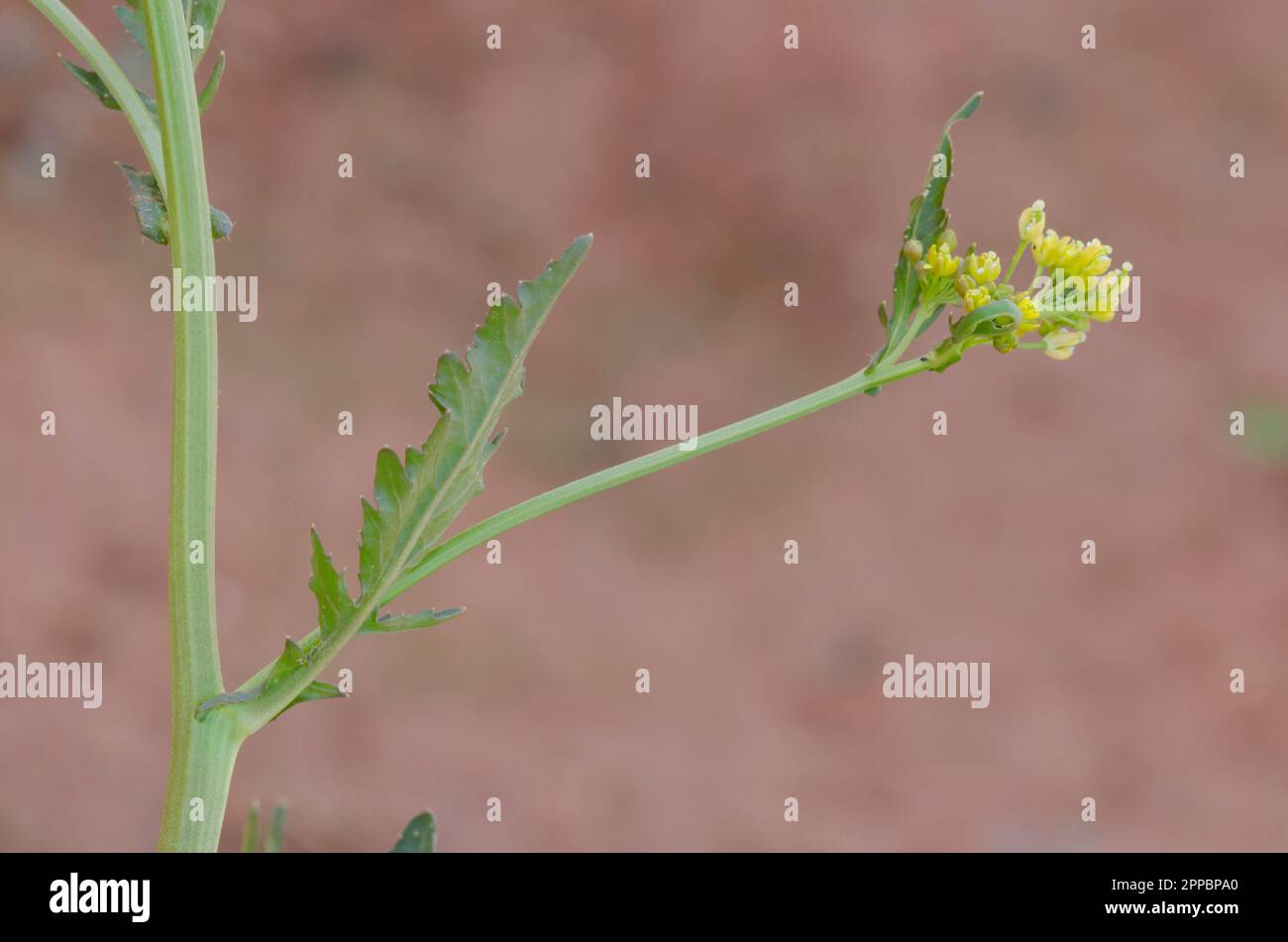 Bog Yellowcress, Rorippa palustris Stock Photo - Alamy