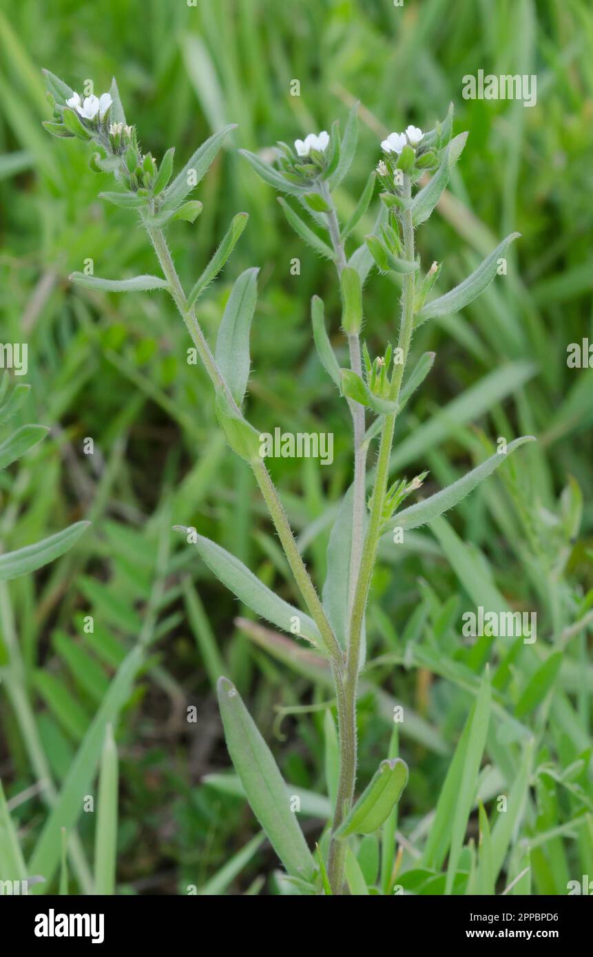 Corn Gromwell, Buglossoides arvensis Stock Photo - Alamy