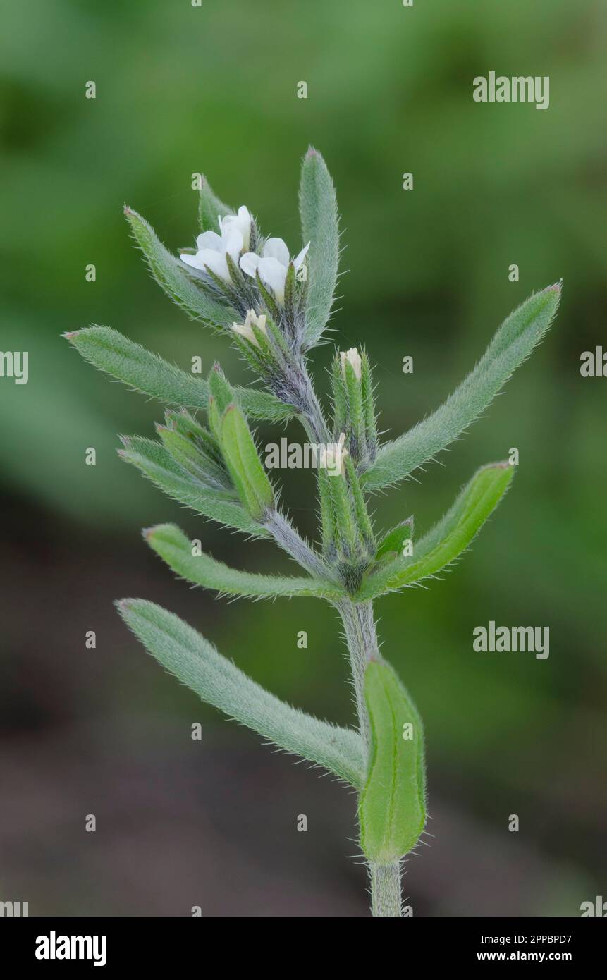Corn Gromwell, Buglossoides arvensis Stock Photo - Alamy