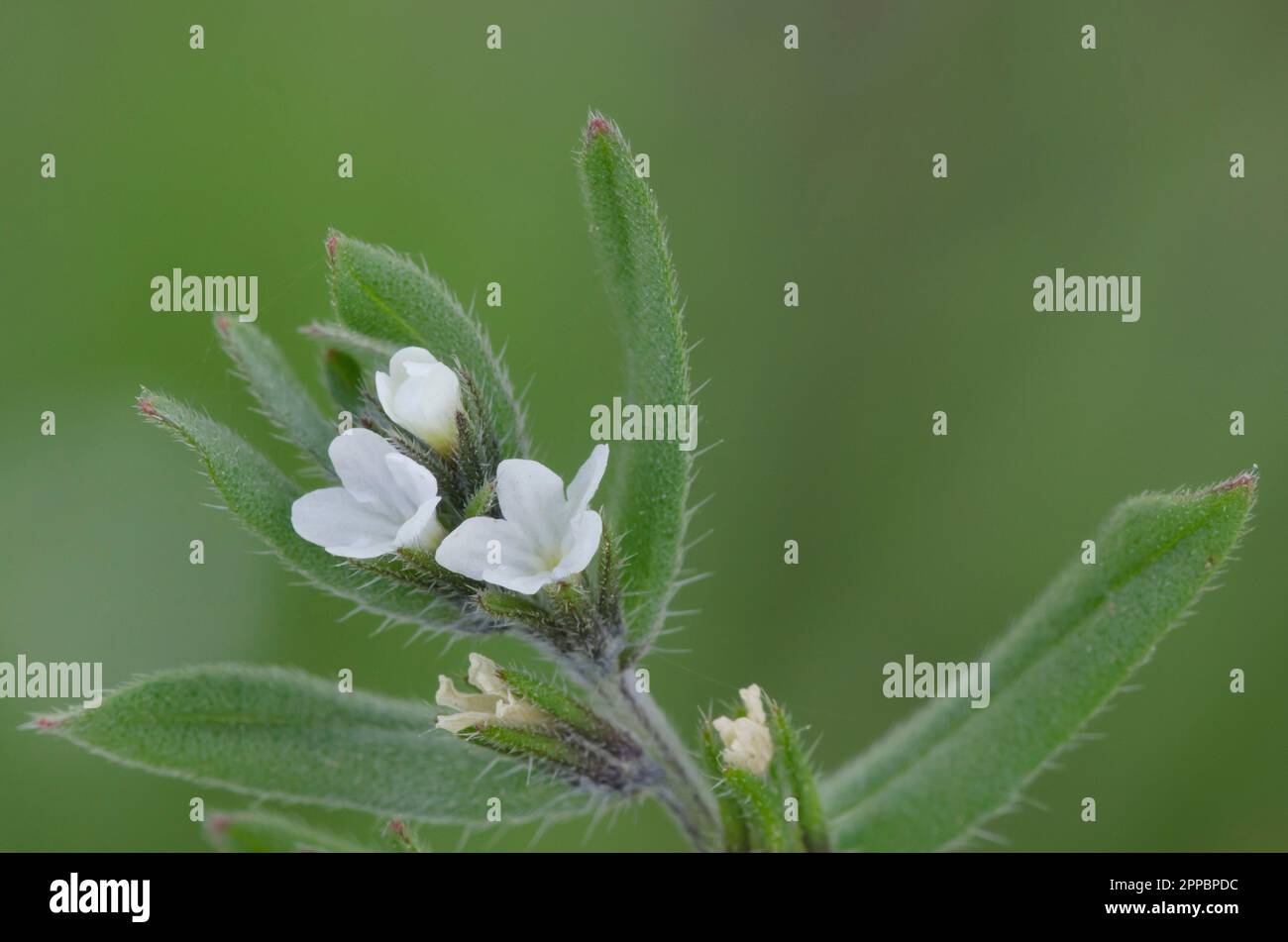 Corn Gromwell, Buglossoides arvensis Stock Photo - Alamy