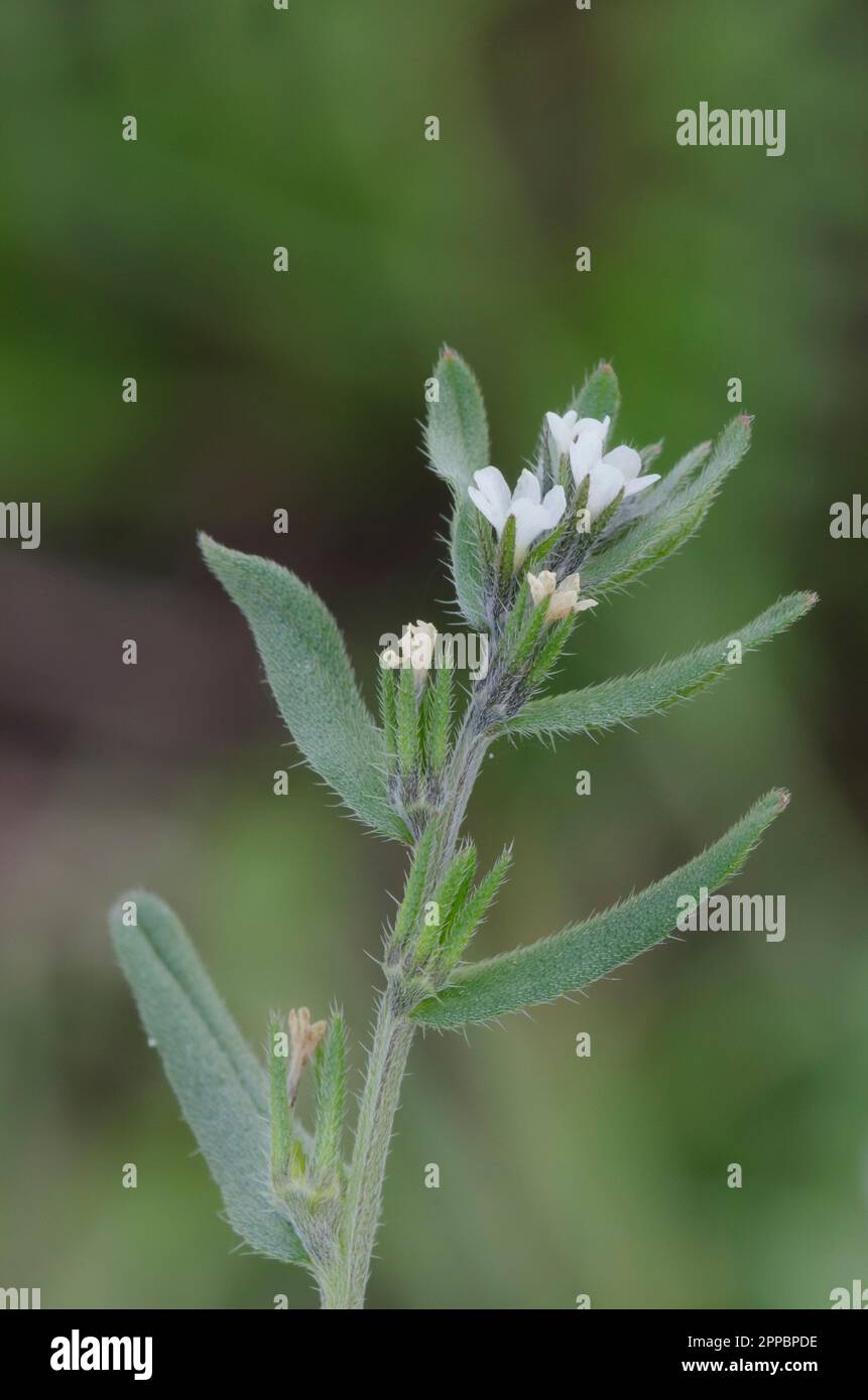 Corn Gromwell, Buglossoides arvensis Stock Photo - Alamy