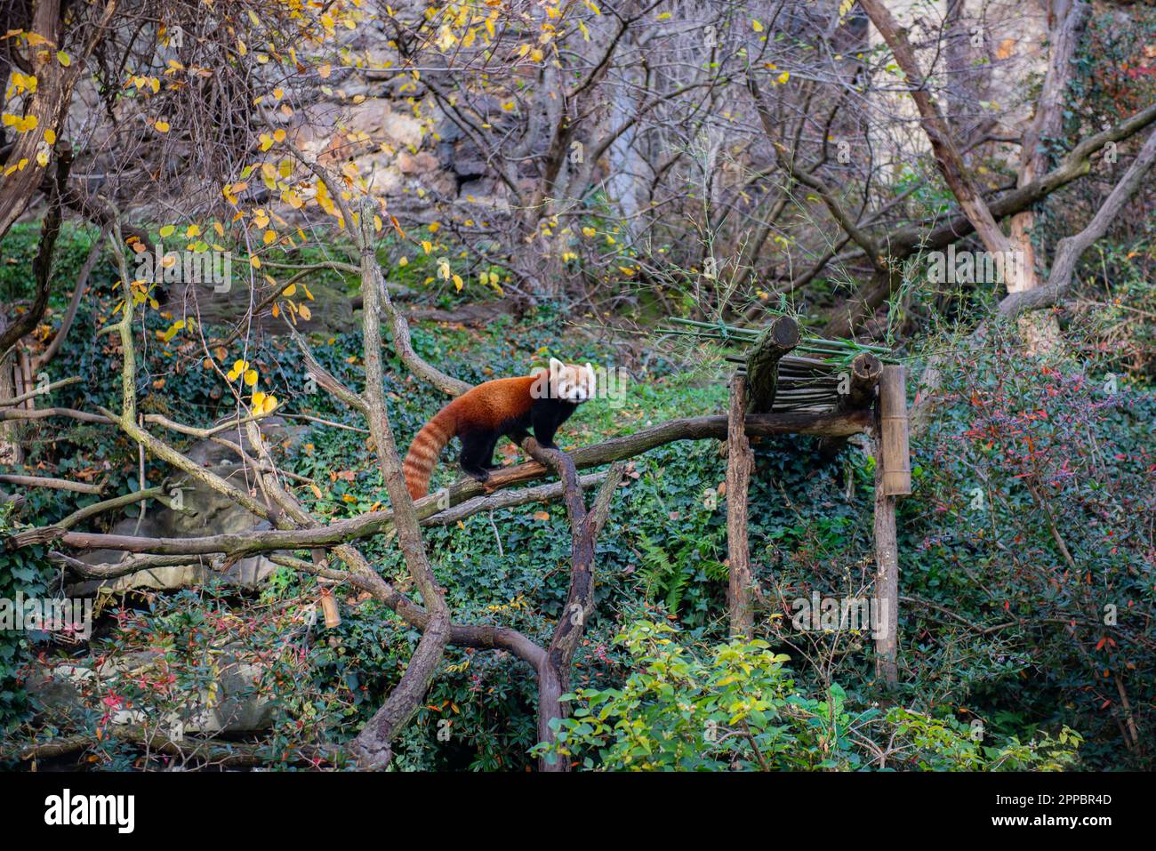 A red panda on a branch stands in a zoo Stock Photo - Alamy