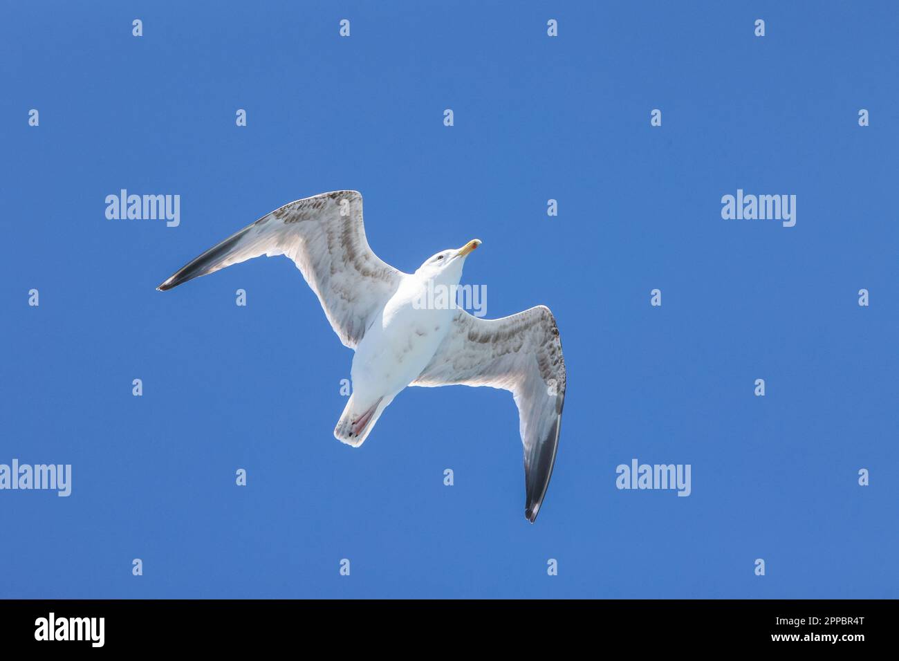 White seagulls flying above great hi-res stock photography and images - Alamy